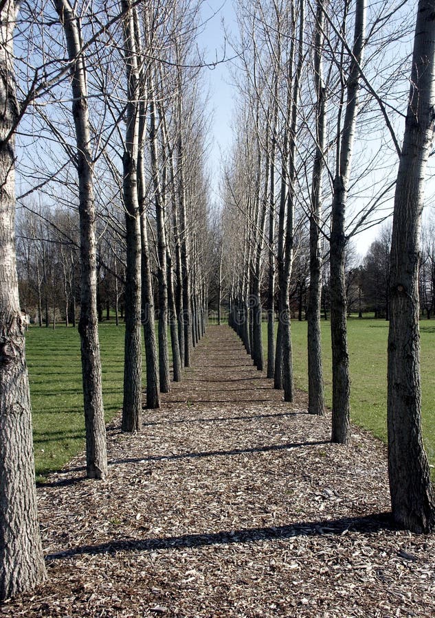 Parallel Trees stock image. Image of parallel, path, fall - 227795