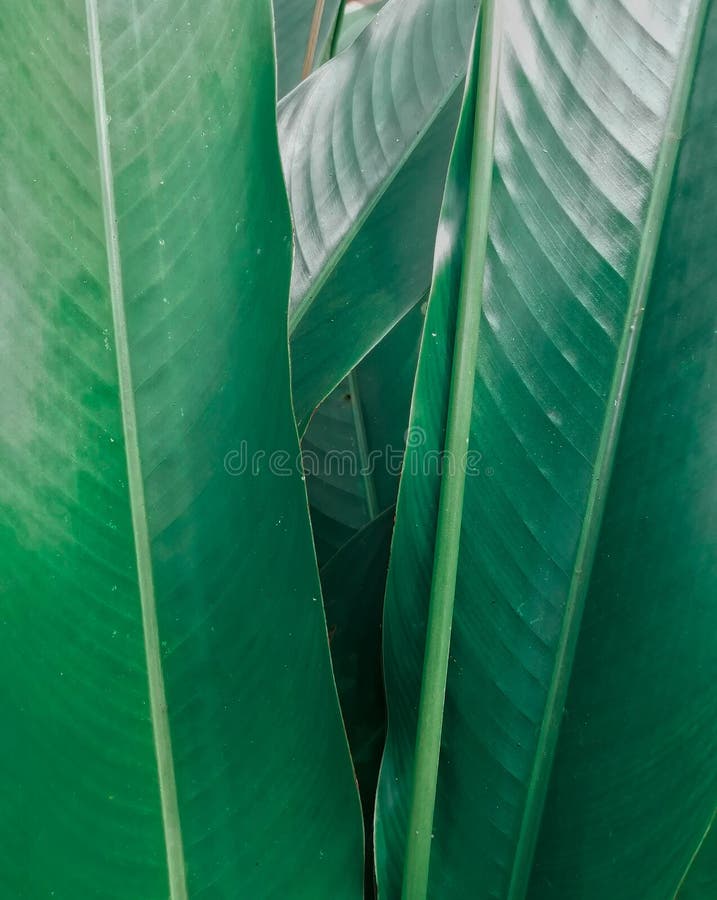 Parallel Venation Examples