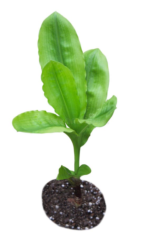 Parallel Venation Leaves stock image. Image of grow, spike - 89673543