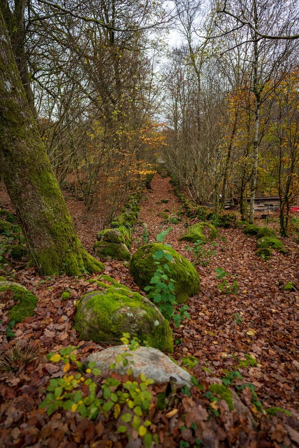 Parallell Stone Walls Creating a Road for Herding Cows in a Forest ...