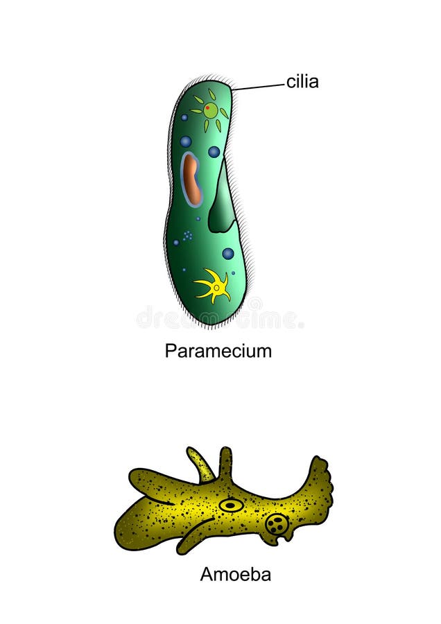 Paramécium Microscopique Closeup Structure Avec Schéma Anatomique ...