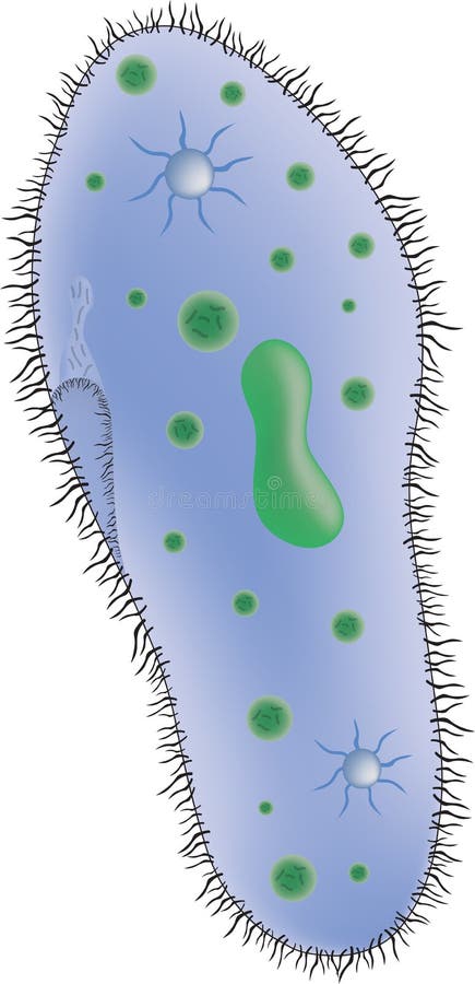 Pet Paramecium stock vector. Illustration of fission - 22421919