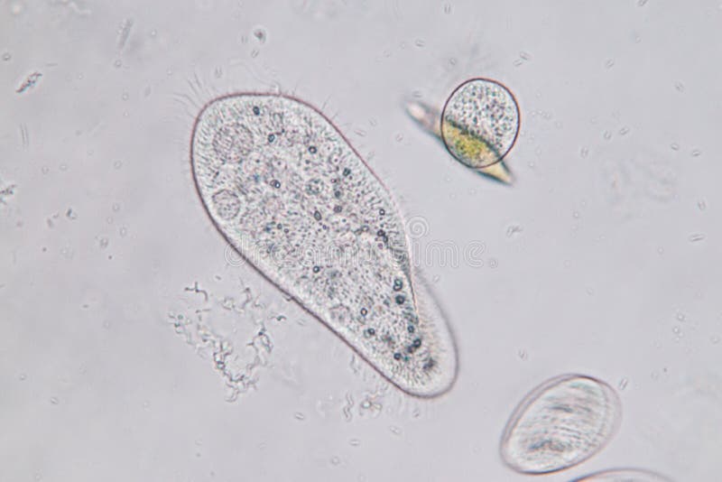 Paramecium Microscope 10x