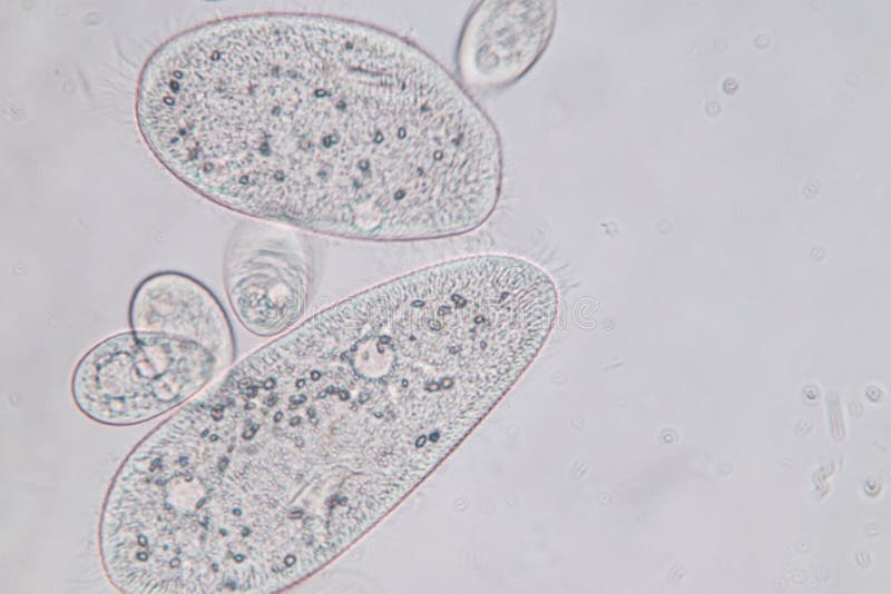 Paramecium 400x Labeled
