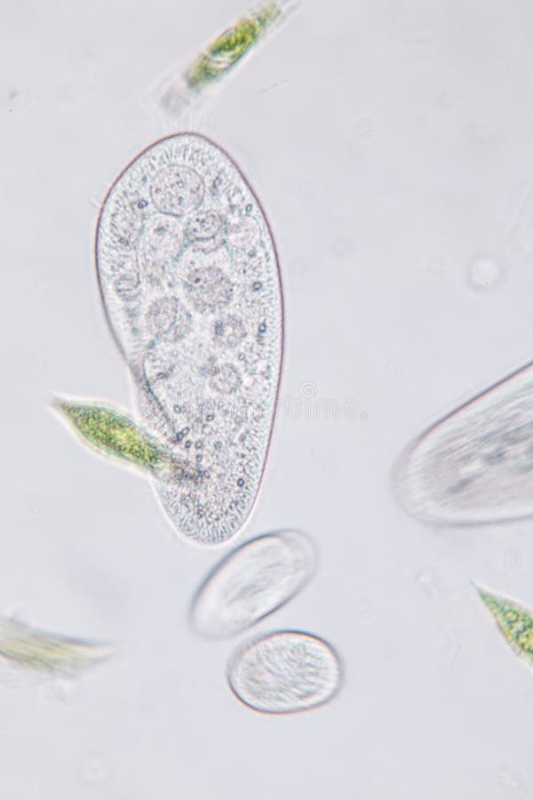 Paramecium Under a Light Microscope 100x Magnification Stock Image ...