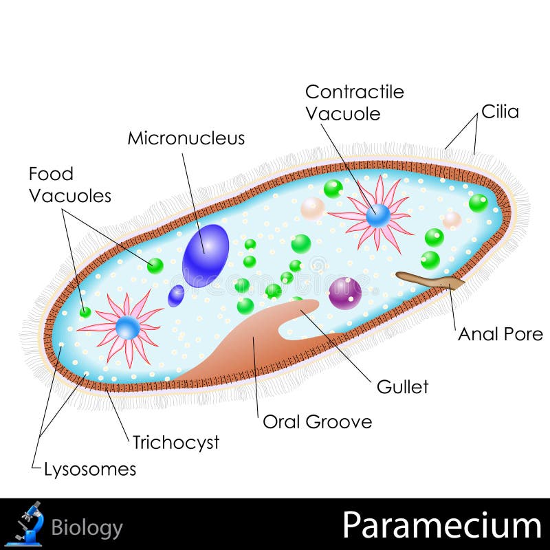 Contractile Vacuole Structure Diagramaica