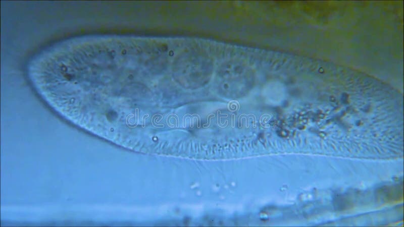 Paramecium Stock Footage & Videos - 151 Stock Videos