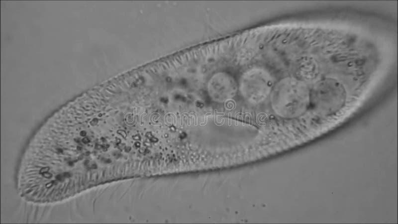 Paramecium Imitating a View through a Microscope. Stock Video - Video ...