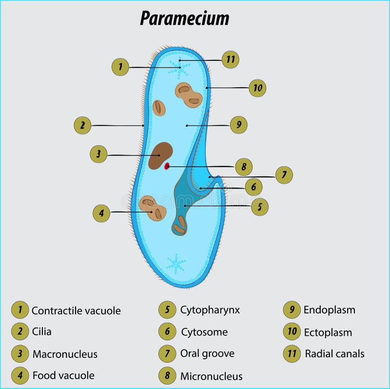 Paramecium Labeled Diagram Vector Illustration Stock Vector ... Paramecium Labeled Diagram Vector Illustration Stock Vector ...