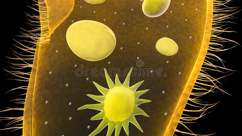 Paramecium Protozoa 3d Illustration. Euglena Viridis Proteus Stock ...