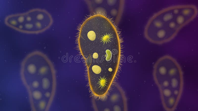 Paramecium Protozoa 3d Illustration. Euglena Viridis Proteus Stock ...