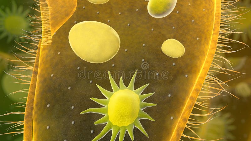 Paramecium Protozoa 3d Illustration. Euglena Viridis Proteus Stock ...