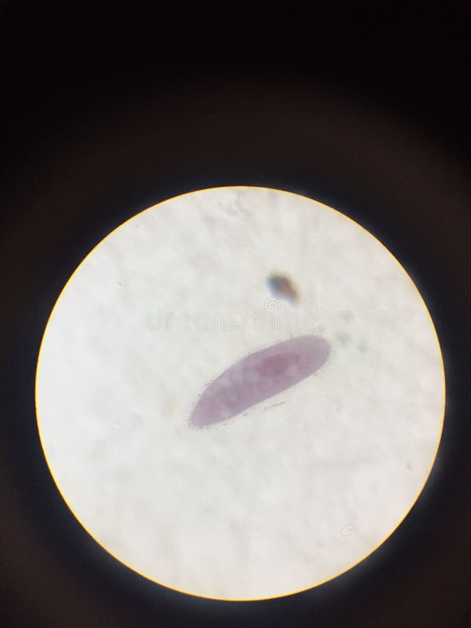 Paramecium Caudatum Est Un Genre De Protozoaire Cilié Unicellulaire ...