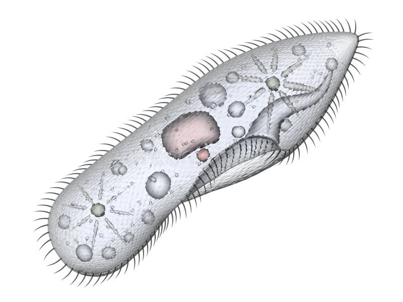 Paramecium stock illustration. Illustration of cilia - 52180819
