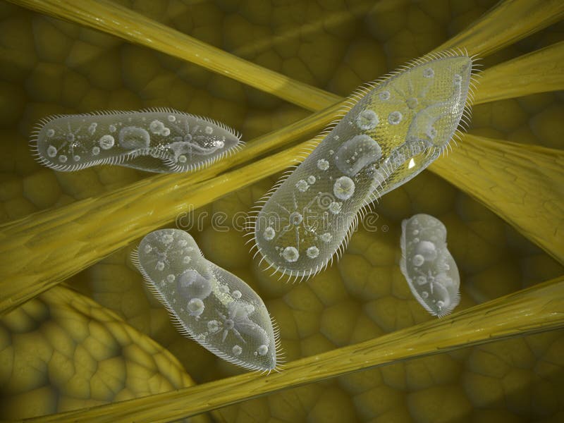 Paramecium stock illustration. Illustration of celled - 52180421