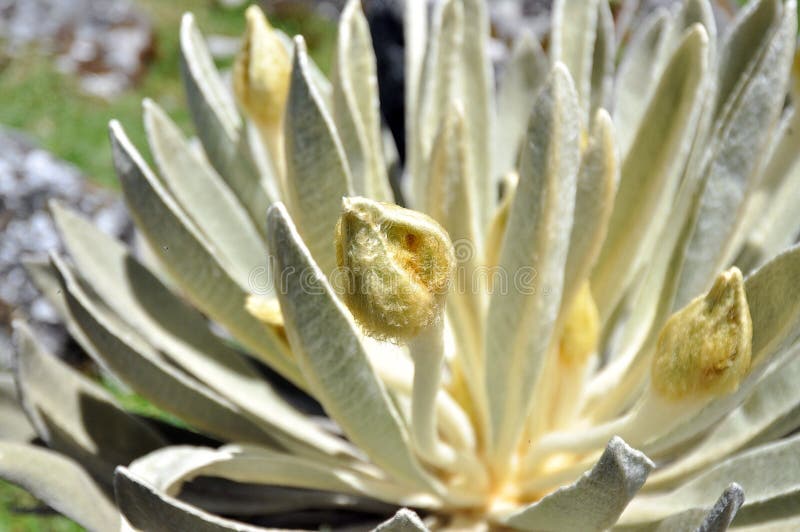 Paramo plants stock photo. Image of cocuy, park, flowers - 42399600