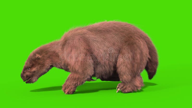 Paramylodon Pleistocene Mammal Walkcycle Green Screen Loop 3D Rendering ...