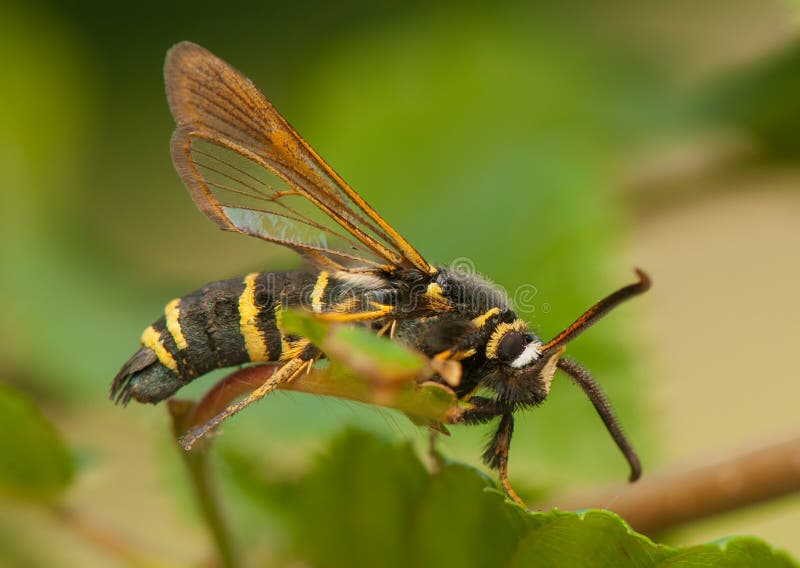Paranthrene tabaniformis zdjęcie stock. Obraz złożonej z makro - 31728152