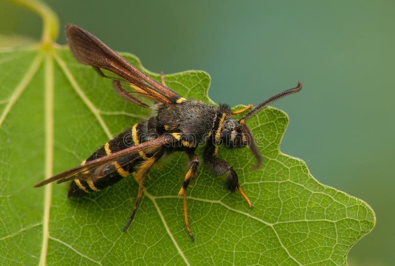 Paranthrene tabaniformis stock image. Image of bology - 31728577