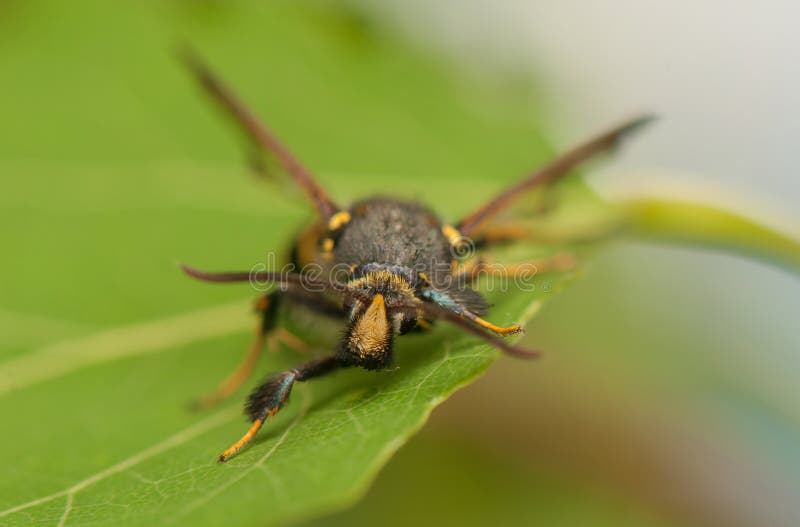 Paranthrene tabaniformis stock image. Image of bology - 31728577