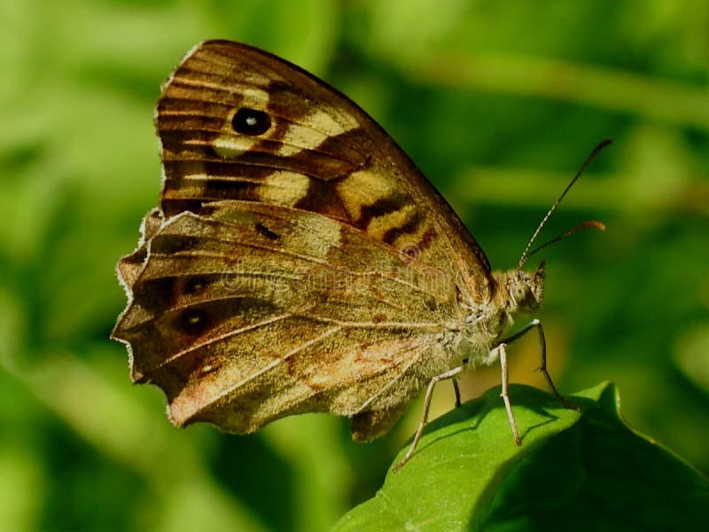 Nice Butterfly with Wild Daisy Flowers Stock Photo - Image of flowers ...