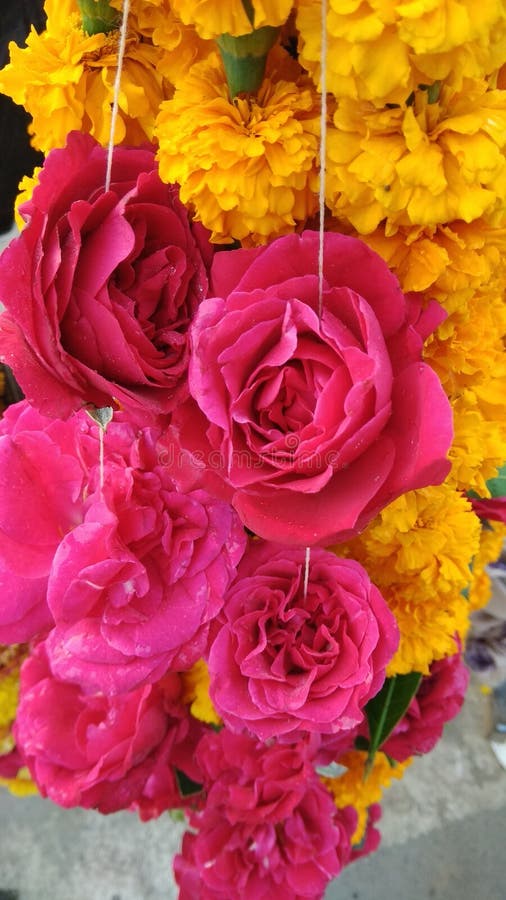 Paras stock photo. Image of paras, nicely, sand, flowers - 103951680