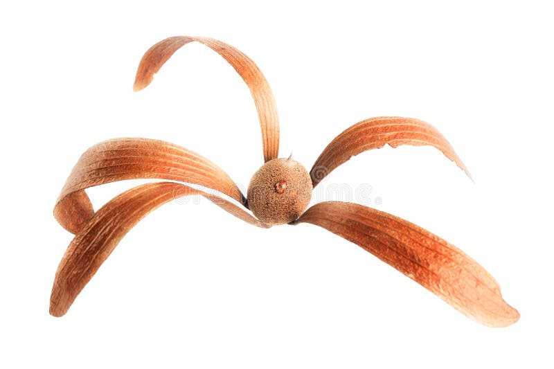 Parashorea stellata stock photo. Image of background - 32001164