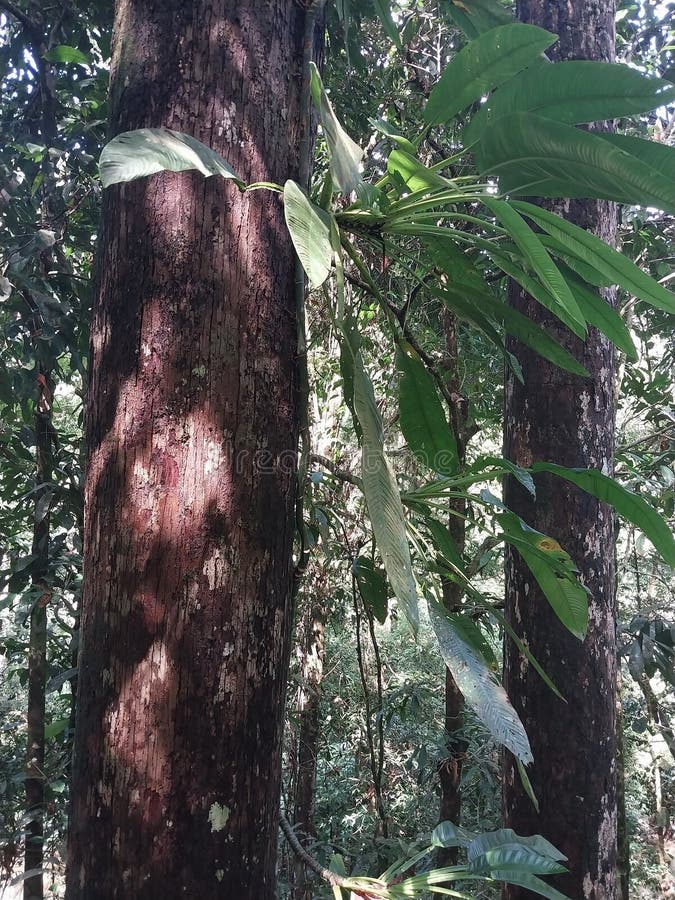 Parasit Plant Climbing the Host Tree Stock Image - Image of forest ...