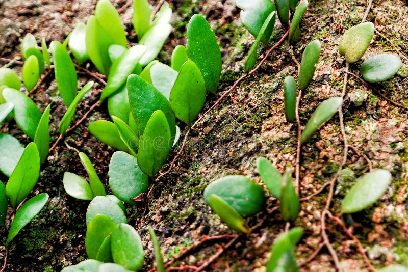 Parasit plants stock image. Image of wildflower, weeds - 269669901