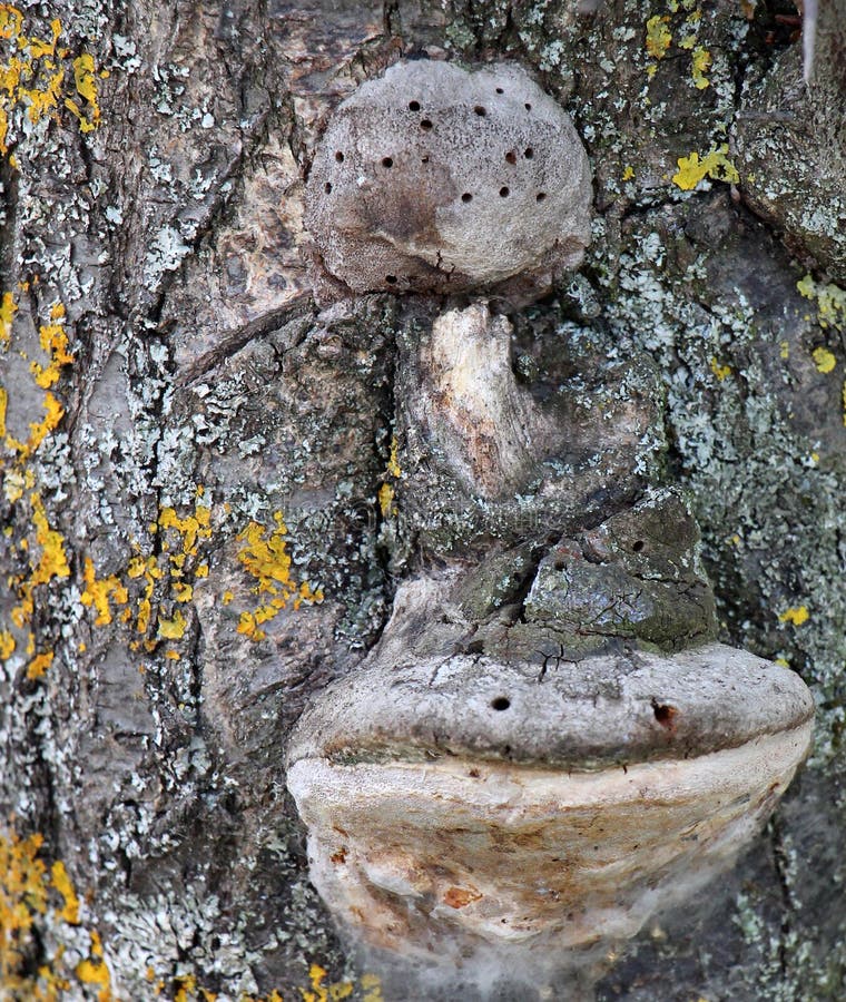 Parasit on a tree stock photo. Image of natural, wild - 69477992