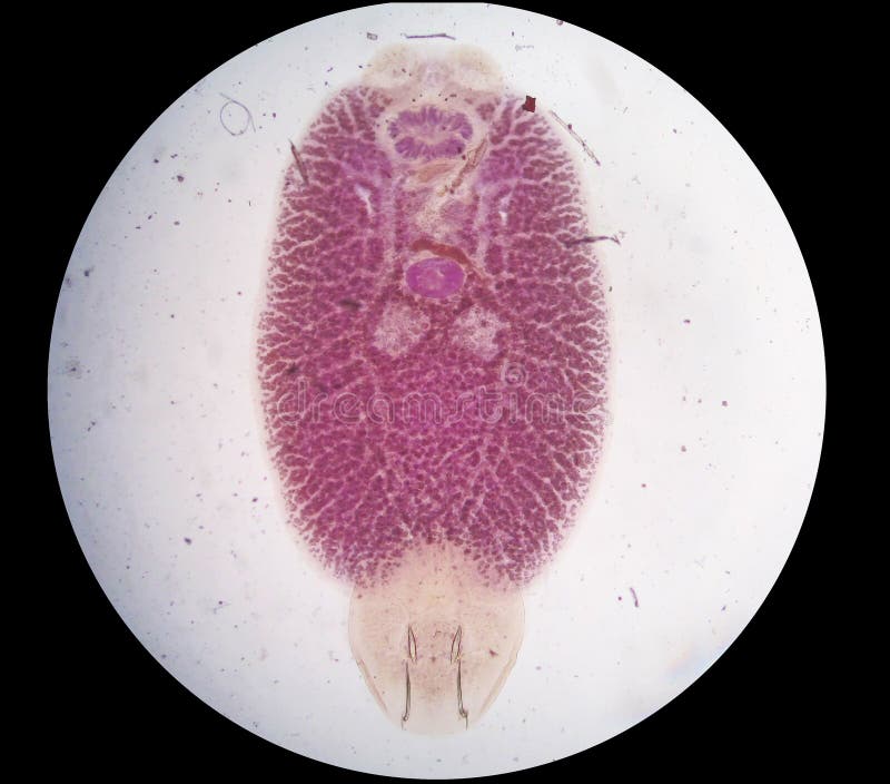 Pollen under a microscope stock image. Image of magnification - 12544435