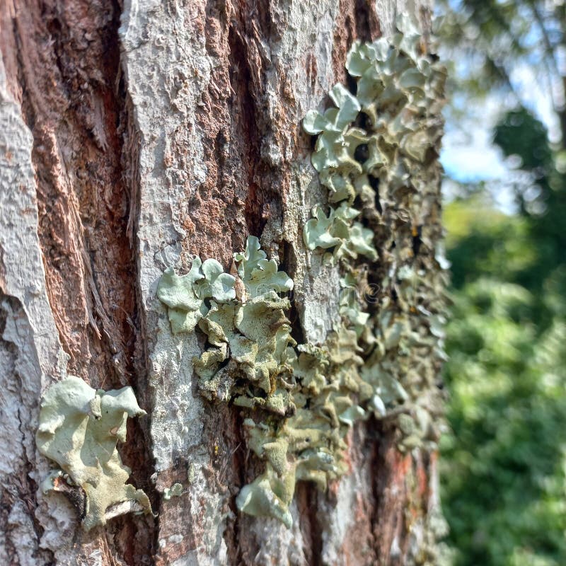 Parasite Attached To Big Tree Trunk Stock Photo - Image of tree, trunk ...