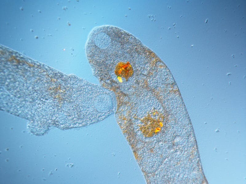 Parasite Attaquant Un Autre Parasite Photo stock - Image du rampant ...