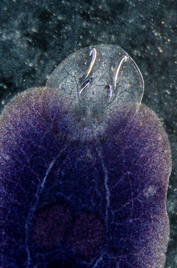 Parasite Benedenia De Poissons D'aquiculture Image stock - Image du ...