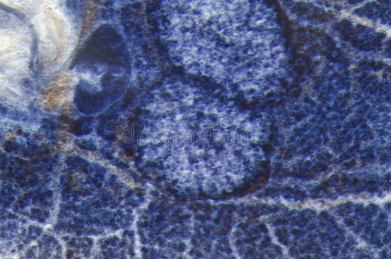 Benedenia, Parasite Des Poissons D'aquaculture Photo stock - Image du ...