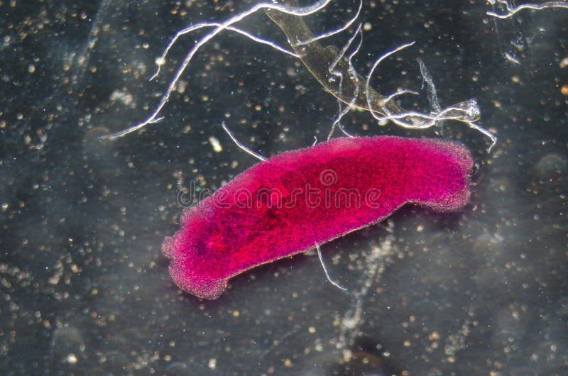 Parasite Benedenia De Poissons D'aquiculture Photo stock - Image du ...