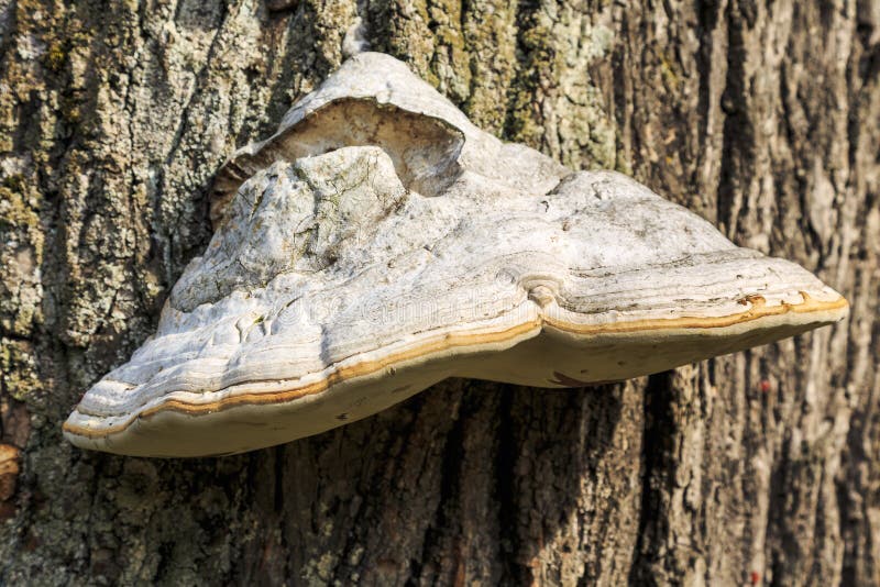 Parasite fungus stock image. Image of bark, organic, grow - 26954625