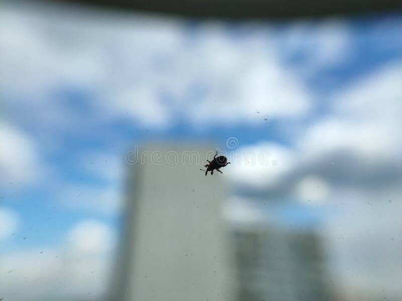 Parasite Mite Sitting on a Dusty Window Stock Image - Image of closeup ...