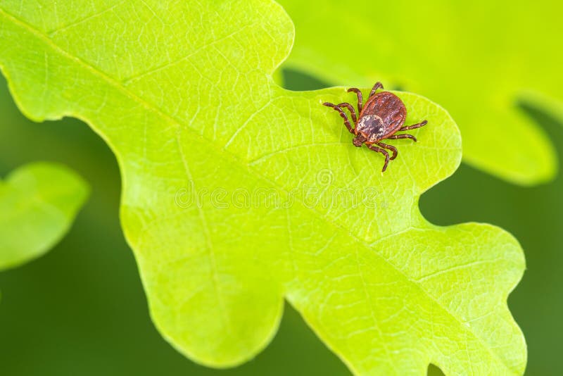 Parasite Mite Sitting on a Green Oak Leaf. Danger of Tick Bite. Stock ...