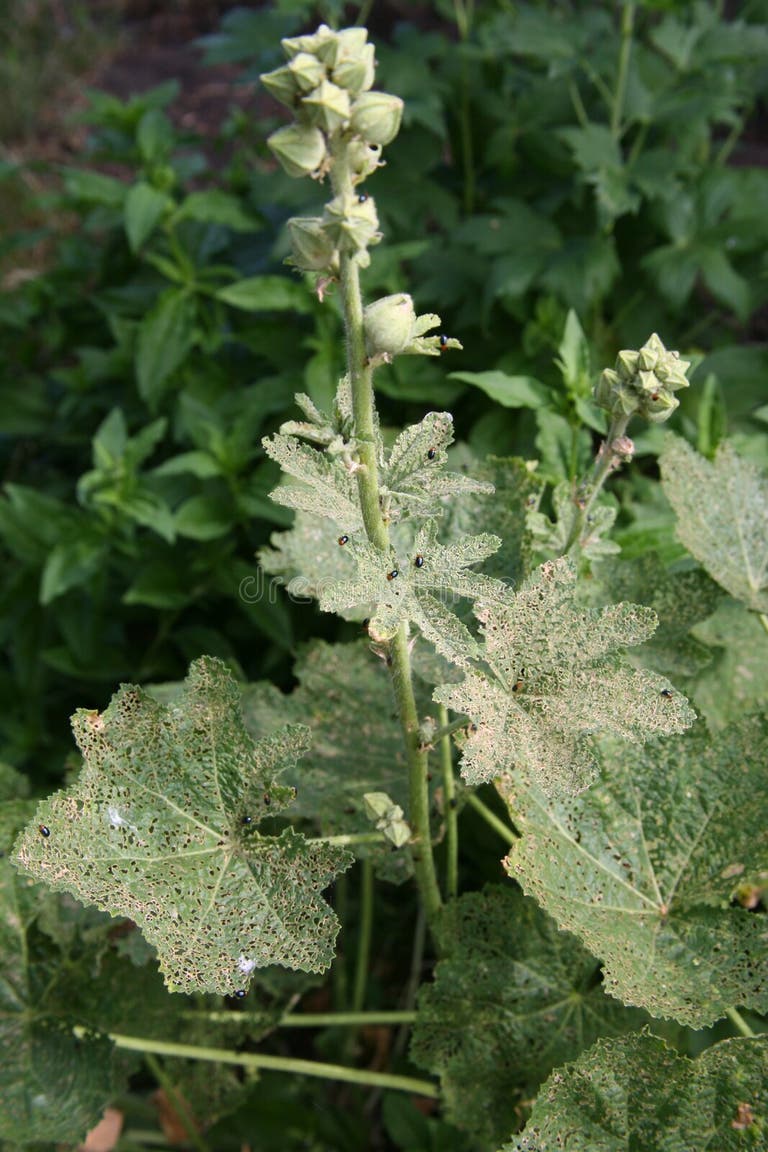 Naked Parasite Girl Stock Photos - Free & Royalty-Free Stock Photos ...