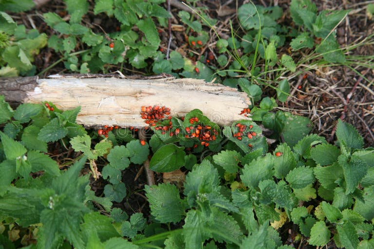 Naked Parasite Girl Stock Photos - Free & Royalty-Free Stock Photos ...