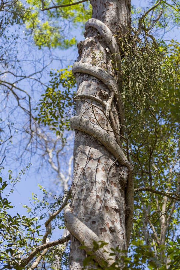 Parasite Plant Coiled on a Big Long Tree on a Jungle Stock Photo ...