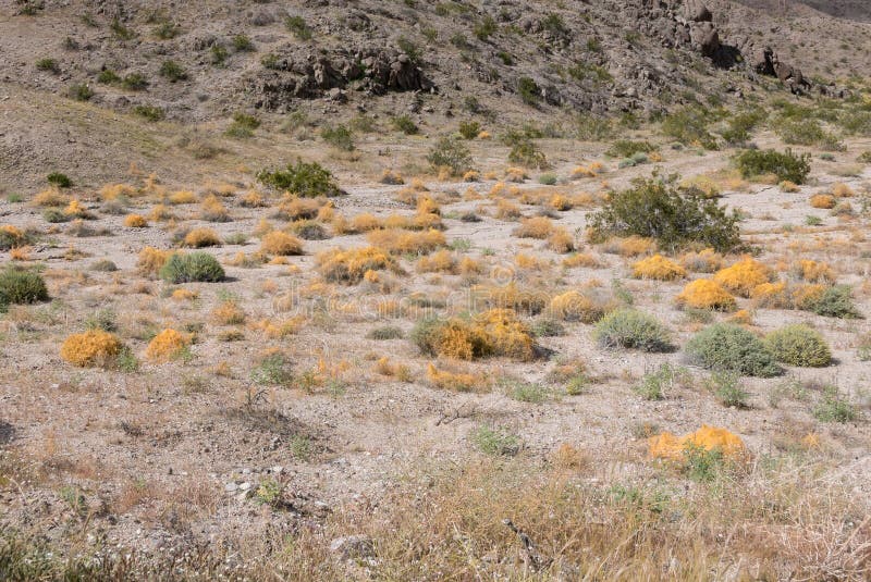 Cuscuta, the Parasite Dodder in the Desert Stock Photo - Image of ...