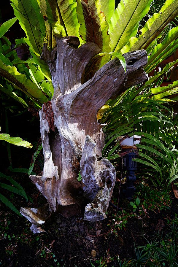 Parasite plant stock photo. Image of garden, foliage - 223397772