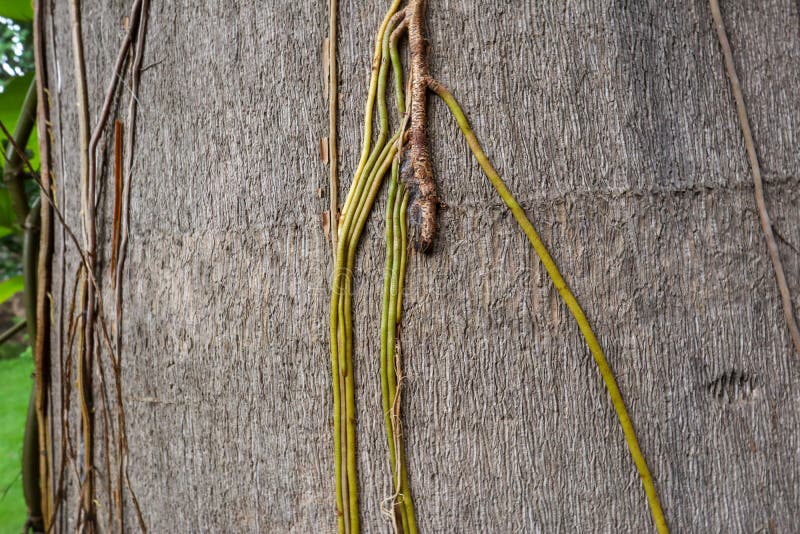 Parasitic Plant Stem and Roots Growing Around Tree Stem. Tree Trunk ...