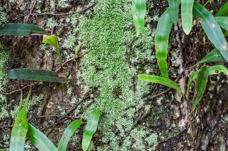 Parasite Plant Roots Around Host Tree. Stock Image - Image of garden ...