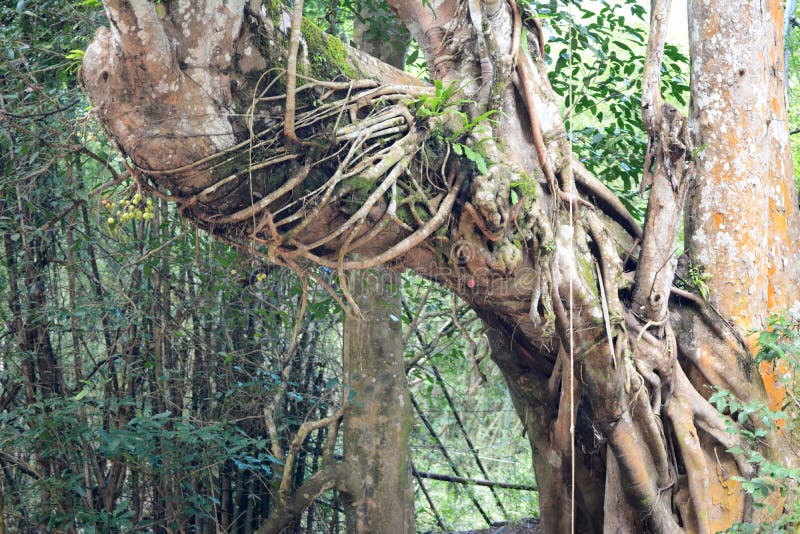 Parasite on tree stock image. Image of grow, botany, nature - 46585331
