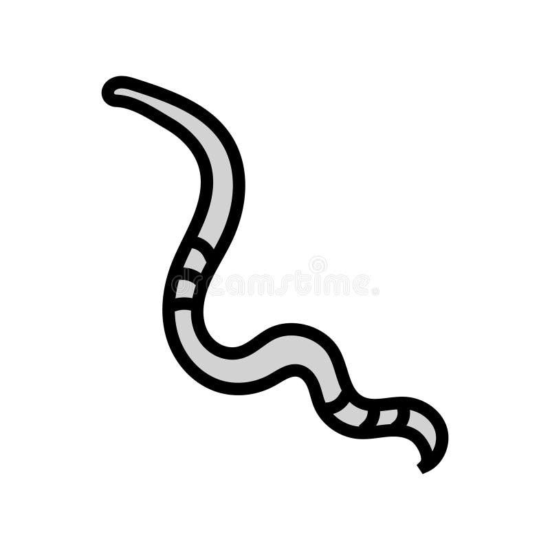 Internal Anatomy of an Earthworm Stock Vector - Illustration of ...