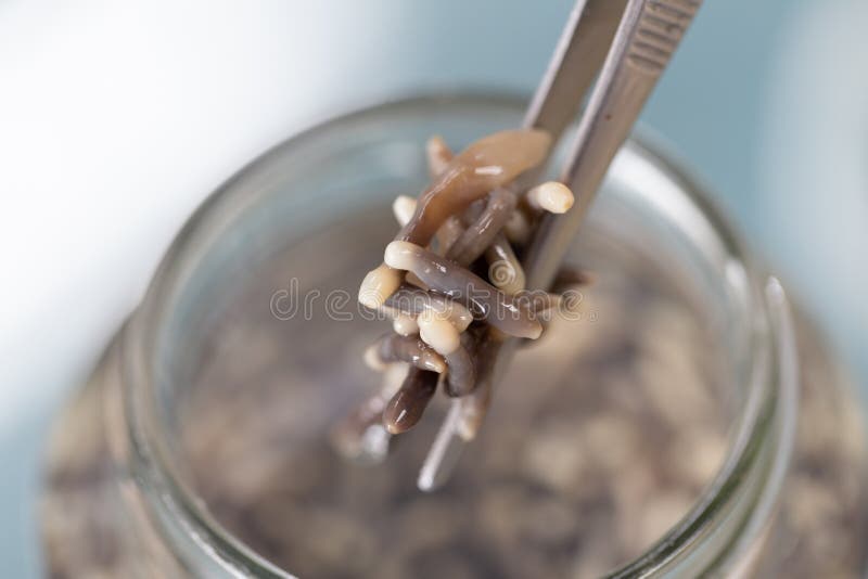 Parasite or Worms is a Freshwater Fish Parasite in Laboratory for ...