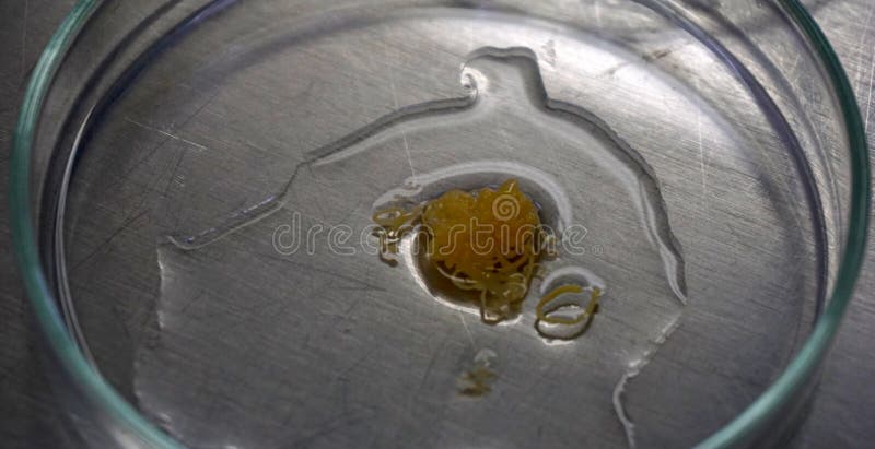 Parasites stock image. Image of sample, ready, petri - 98581417